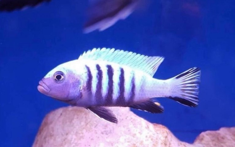 White-top Afra-Cynotilapia pulpican