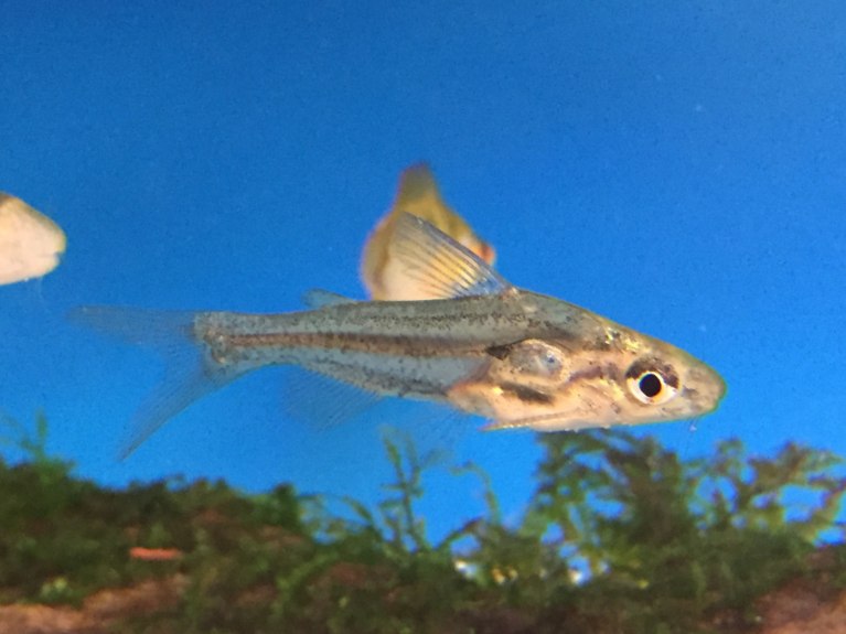 Gold Hovering Catfish-Rama chandramara