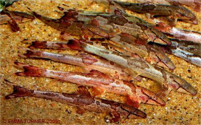 Red Gecko Loach-Homaloptera confuzona