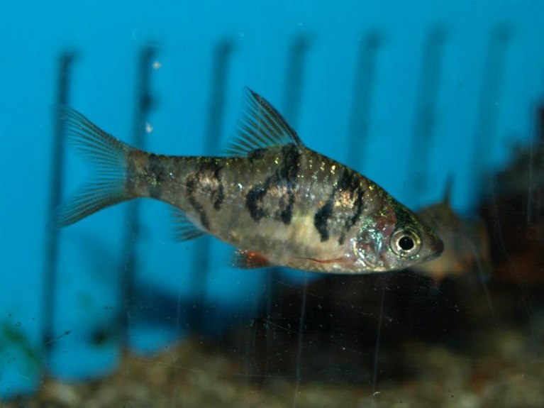 Rhombo Barb-Desmopuntius rhomboocellatus