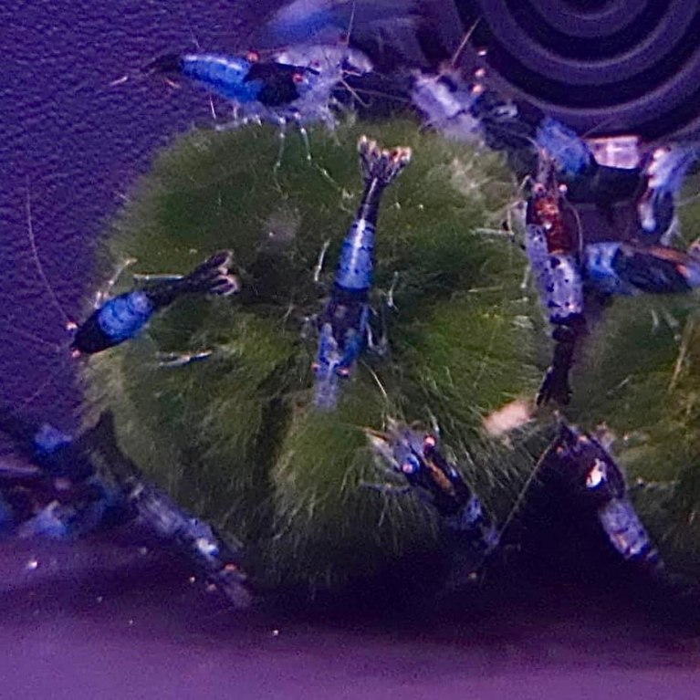 Rili Shrimp - Neocaridina davidi