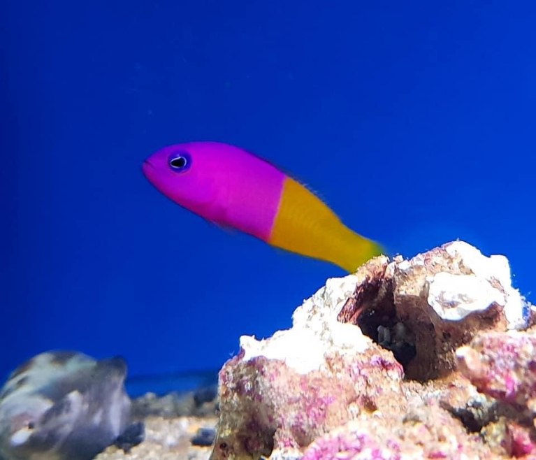 Royal Dottyback-Pictichromis paccagnellae