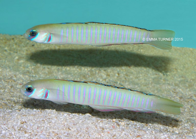 Shotsilk Goby-Ptereleotris zebra