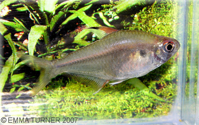 Signal Tetra-Moenkhausia hemigrammoides