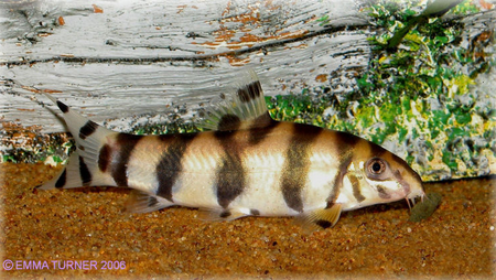 Silver Striped Loach-Botia histrionica
