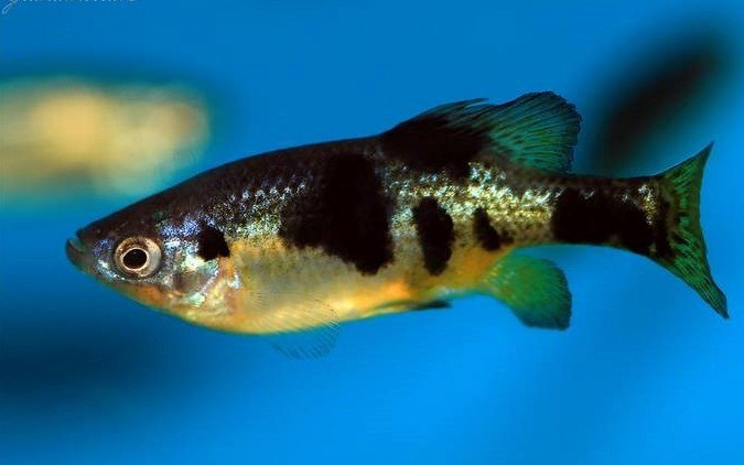 Spotted Skiffia-Skiffia multipunctata