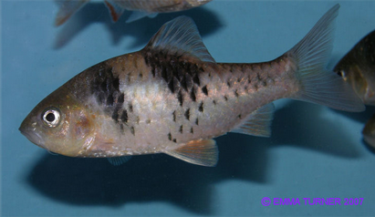 Spanner Barb-Puntius lateristriga