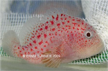Spotted Coral Croucher-Caracanthus maculatus