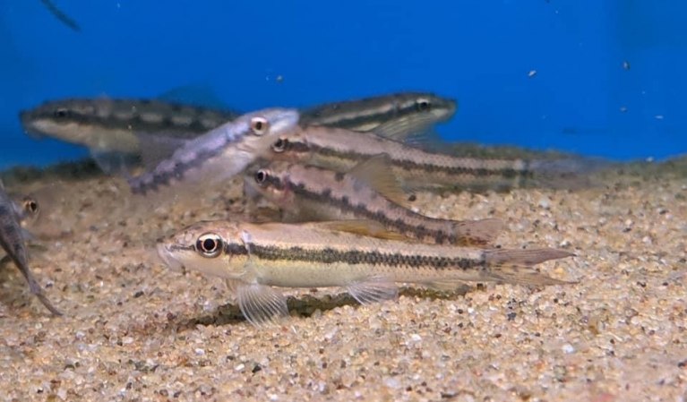 Sucking Loach-Gyrinocheilus aymonieri