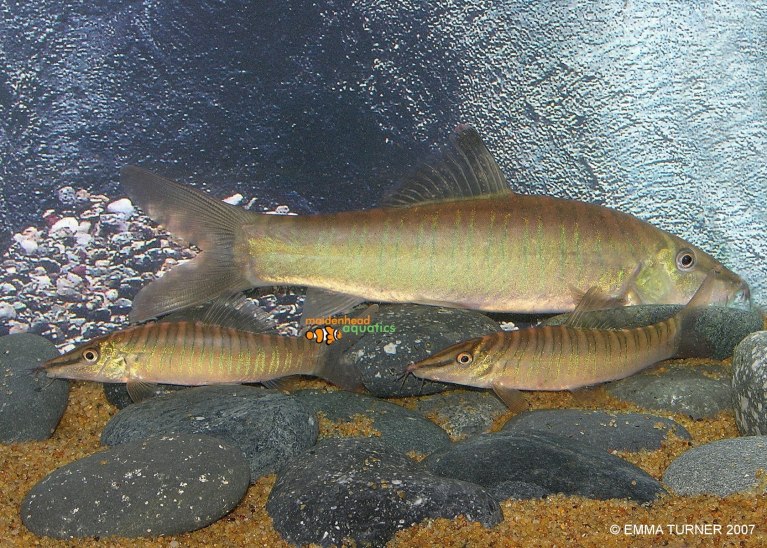 Green Tiger Loach-Syncrossus hymenophysa