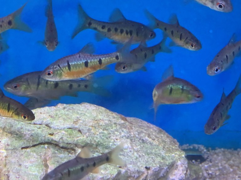 Snyder's Barb-Puntius snyderi