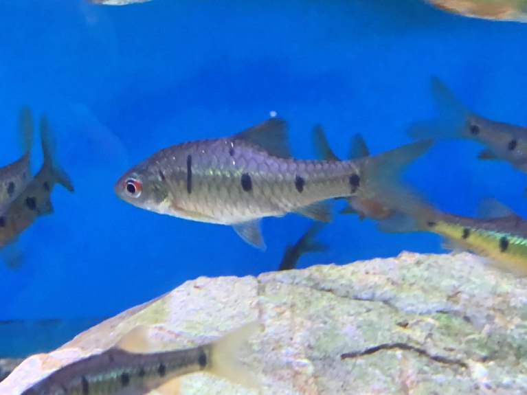 Snyder's Barb-Puntius snyderi