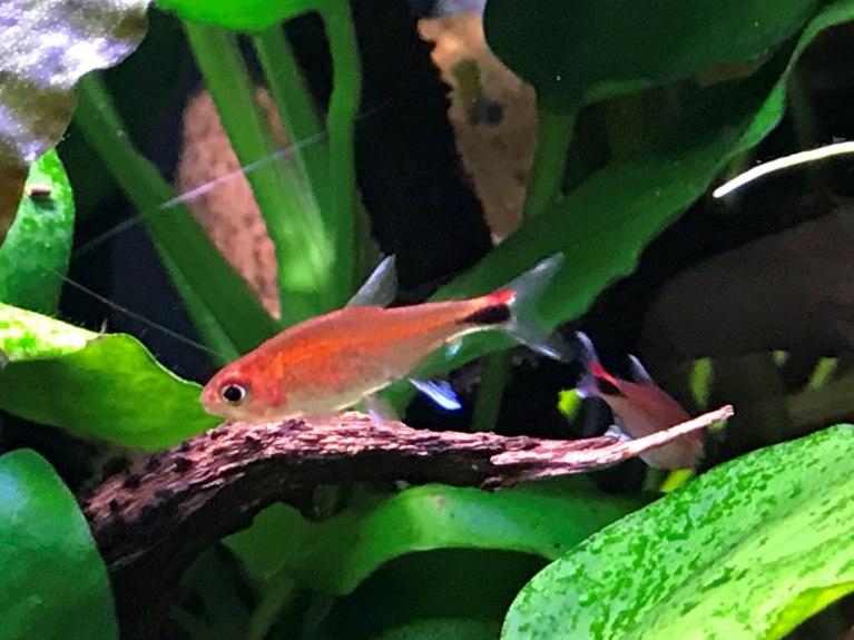 Ruby Tetra-Axelrodia riesei