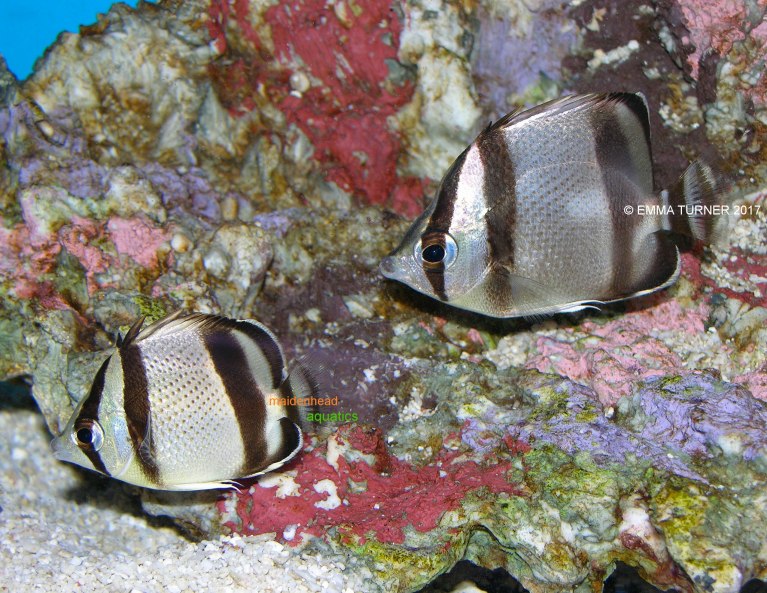 Threebanded Butterflyfish-Chaetodon humeralis