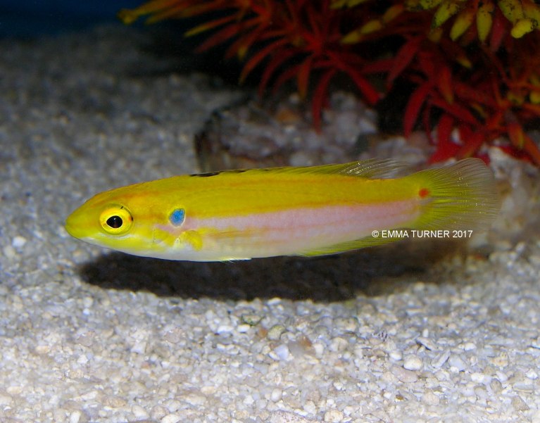 Twospot Hogfish-Bodianus bimaculatus