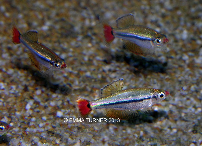 Vietnamese Cardinal Minnow-Tanichthys micagemmae