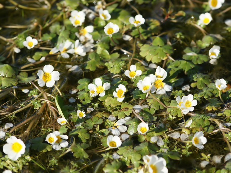 Water Crowfoot-Ranunculus aquatilis