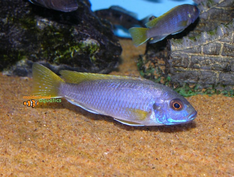 Yellowtail Acei-Pseudotropheus elegans
