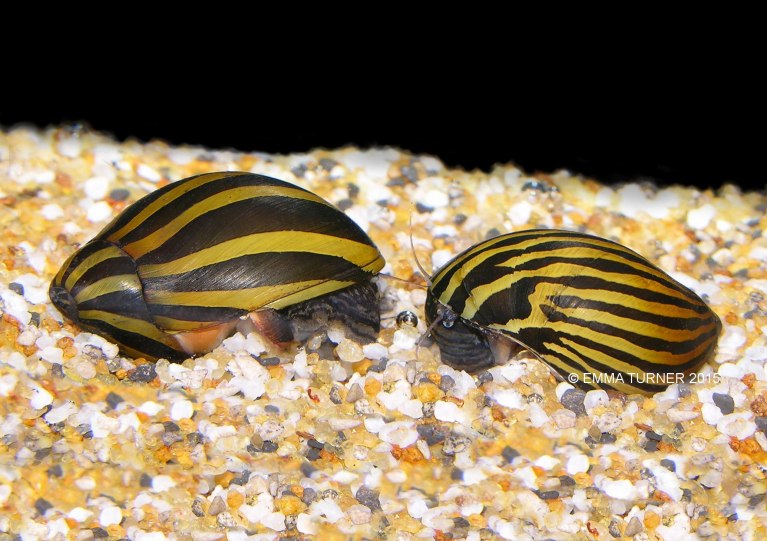 Zebra Snail-Neritina natalensis
