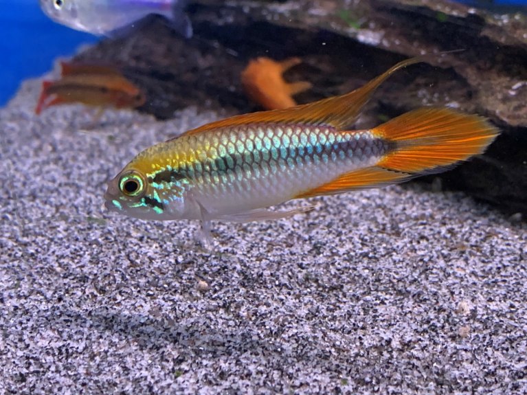 Agassiz's Apisto-Apistogramma agassizii