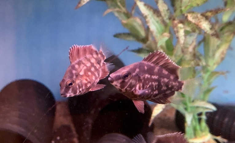 Uaru-Uaru amphiacanthoides