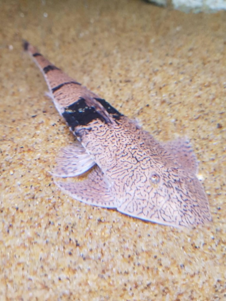 Chamelon Whiptail - Pseudohemiodon apithanos