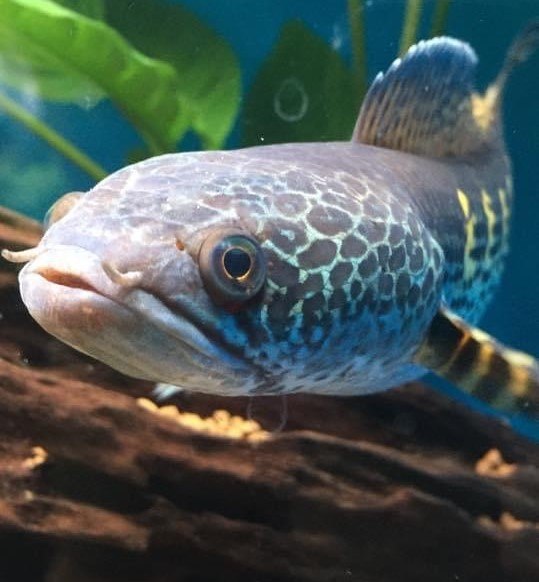 Golden cobra snakehead - Channa aurantimaculata