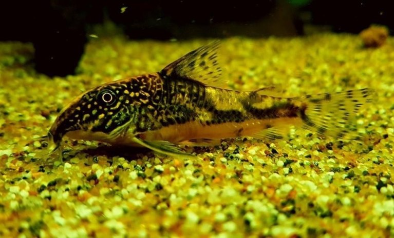 Bearded Cory-Scleromystax barbatus