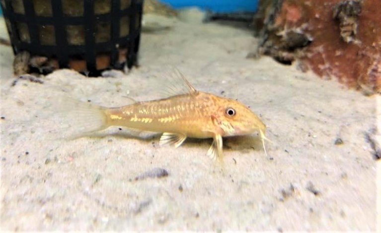 Bearded Cory-Scleromystax barbatus