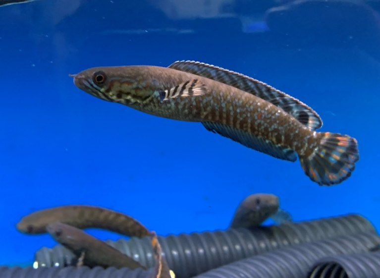 Rainbow Snakehead-Channa bleheri