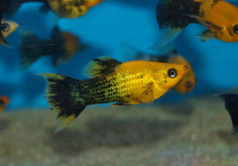 Sphenops Molly-Poecilia sphenops