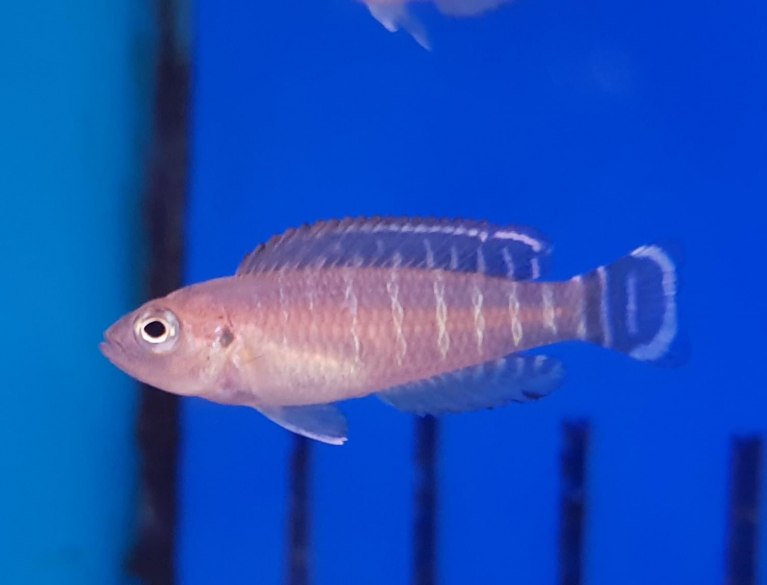 Brevis Shelldweller-Neolamprologus brevis