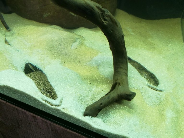 Chamelon Whiptail - Pseudohemiodon apithanos