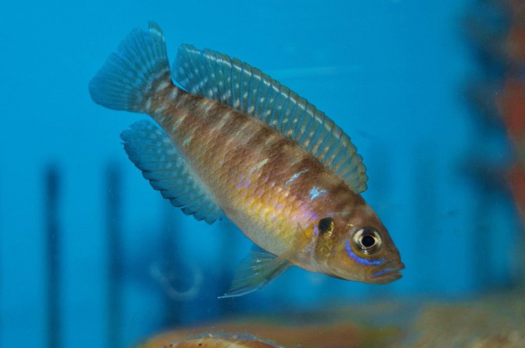 Calliurus Shelldweller-Neolamprologus calliurus