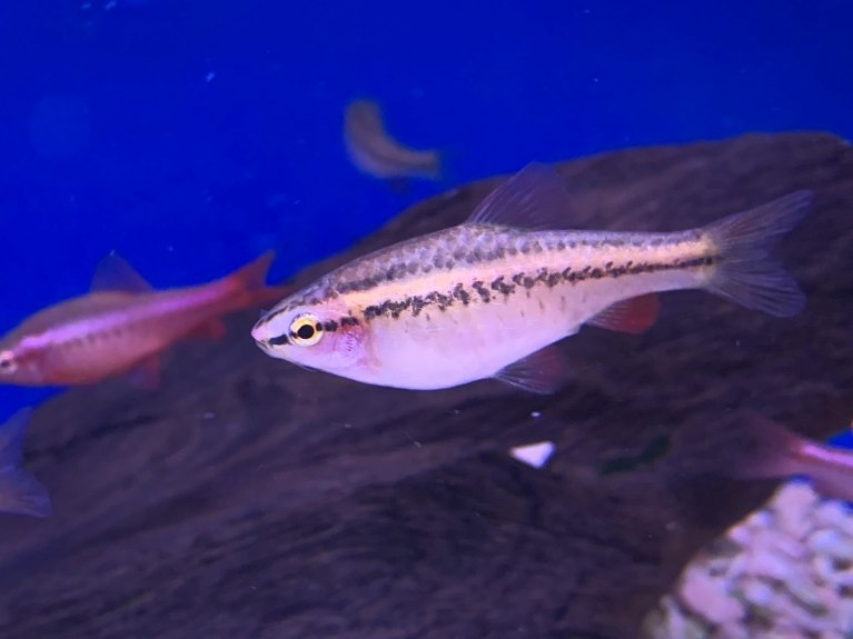 Cherry Barb-Rohanella titteya