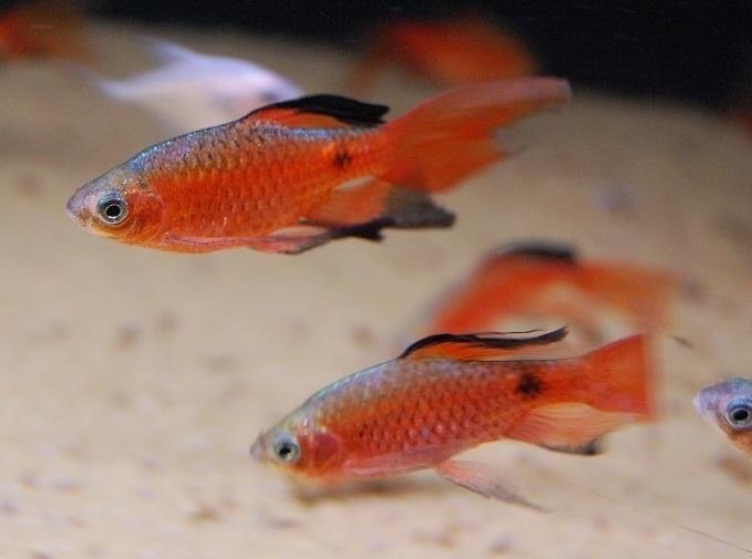 Rosy Barb-Pethia conchonius