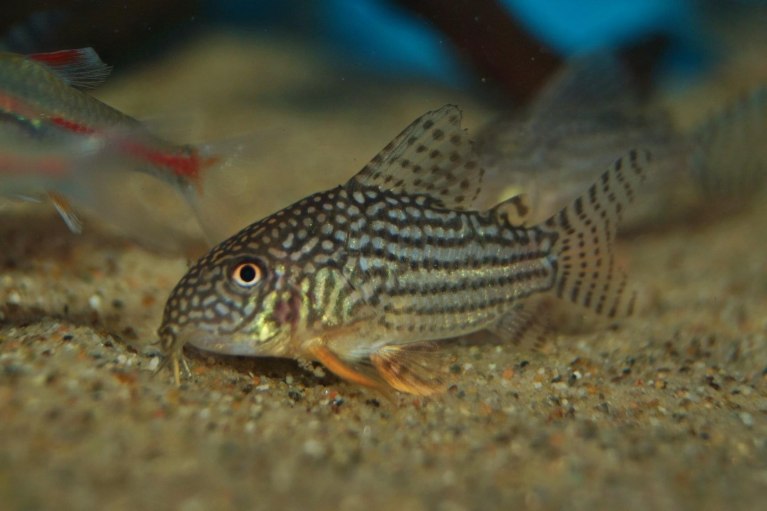 Sterba's Cory-Hoplisoma sterbai