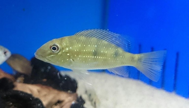 Threespot Eartheater-Satanoperca daemon