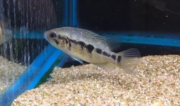 Wolf Cichlid-Parachromis dovii
