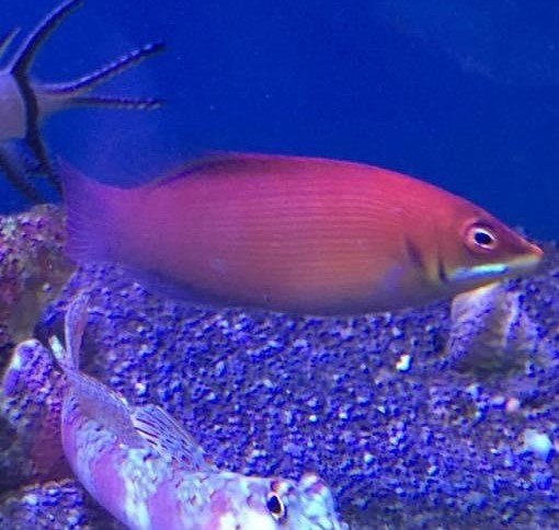 Secretive Wrasse-Pseudocheilinus evanidus