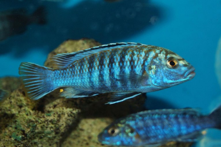 Exasperatus-Labidochromis joanjohnsonae