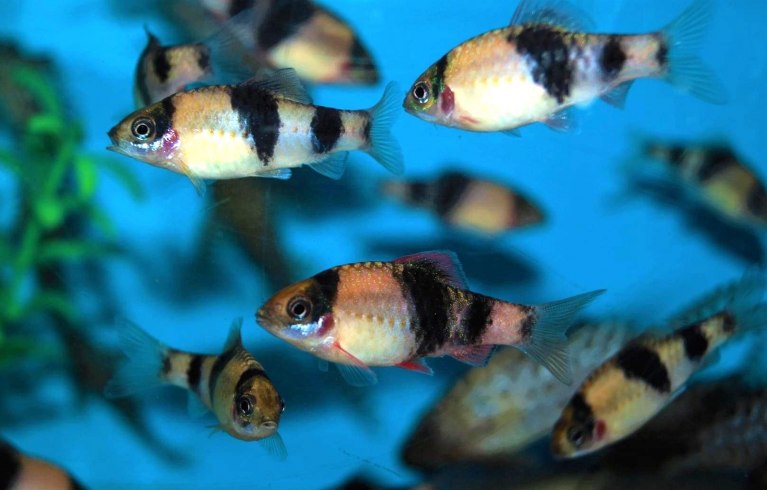 Melon Barb-Haludaria fasciata