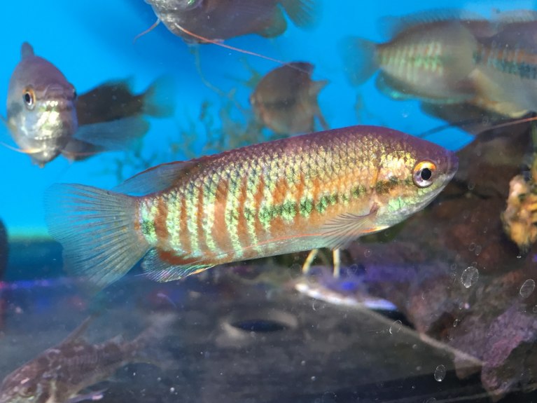 Indian Banded Gourami-Trichogaster bejeus (formerly fasciata)