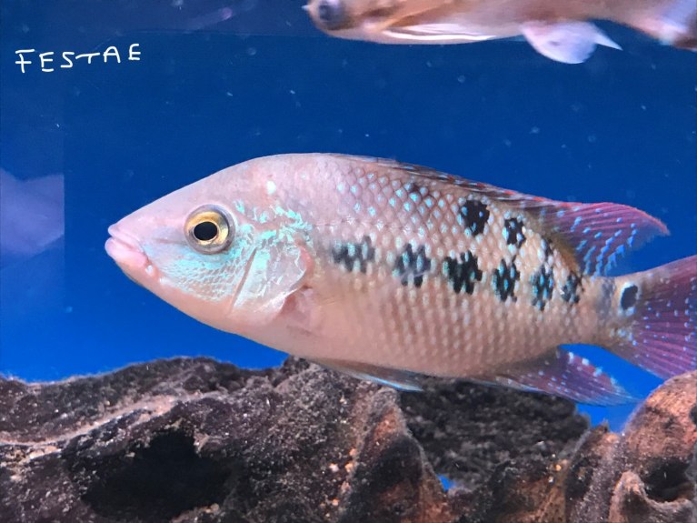 Red Terror-Mesoheros festae