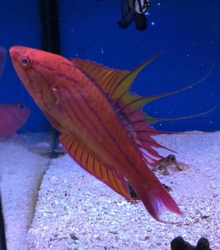 Hi-fin Flasher Wrasse-Paracheilinus filamentosus