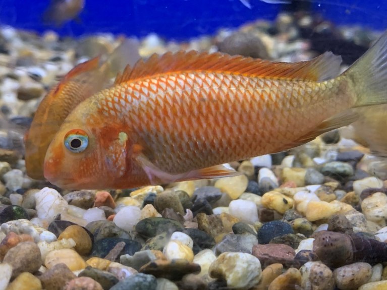 Firecracker Tropheus-Tropheus moliro