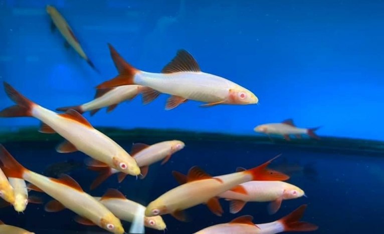 Albino Ruby Shark-Epalzeorhynchos frenatum