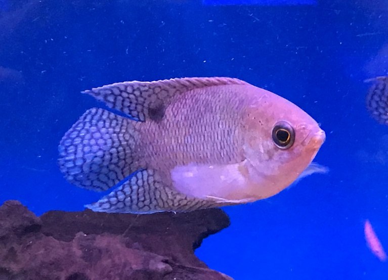 Combtail-Belontia signata