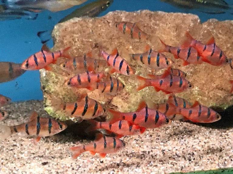 Six Banded Barb-Desmopuntius hexazona