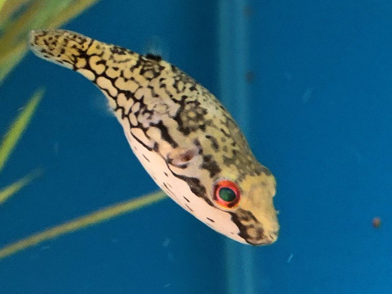 Red Tailed Red Eyed Puffer-Carinotetraodon irrubesco